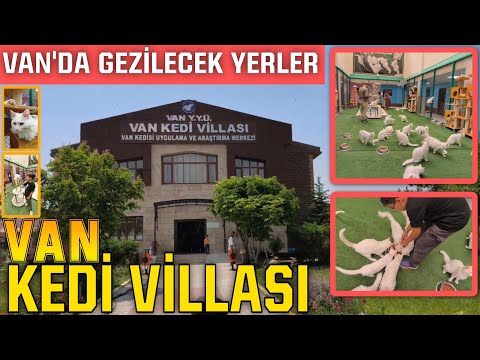 Van'da Gezilecek Yerler / Van Kedi Evi / Van Kedi Villası