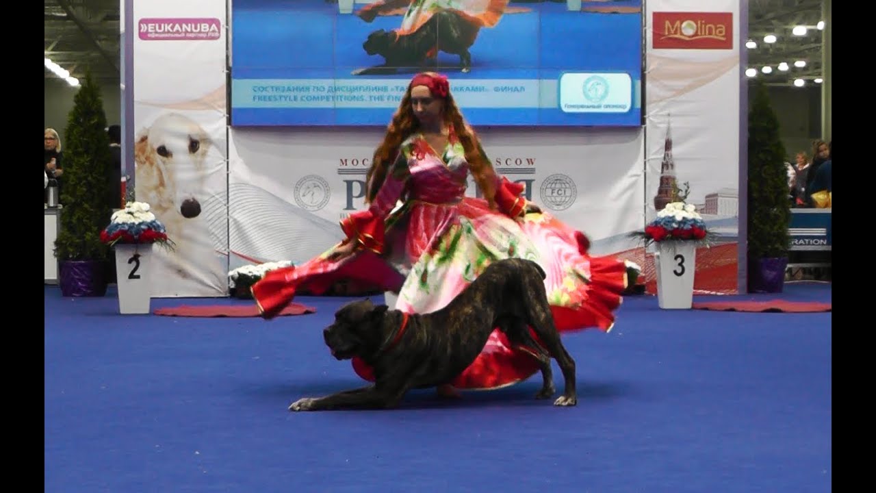 Танцы с собаками "Россия - 2014". Dog Dancing. Canine Freestyle. - YouTube