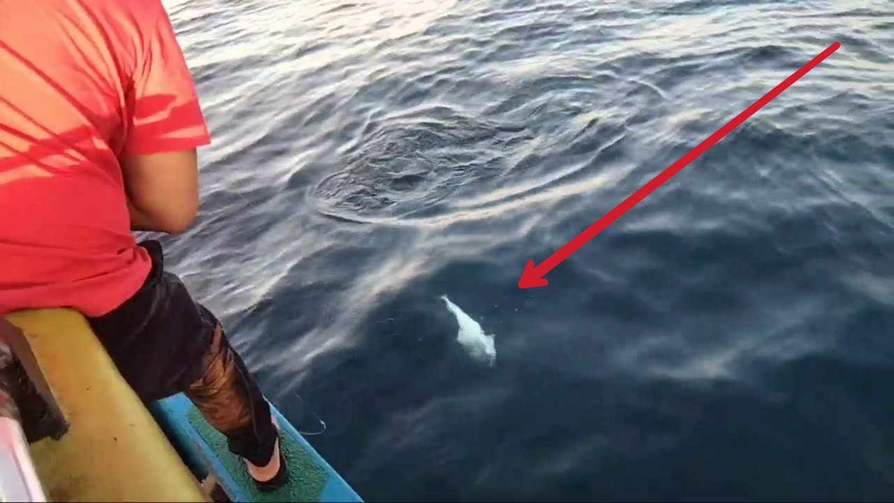 PULAU BABI SPOT ANDALAN WARGA KOTA DOBO. - YouTube