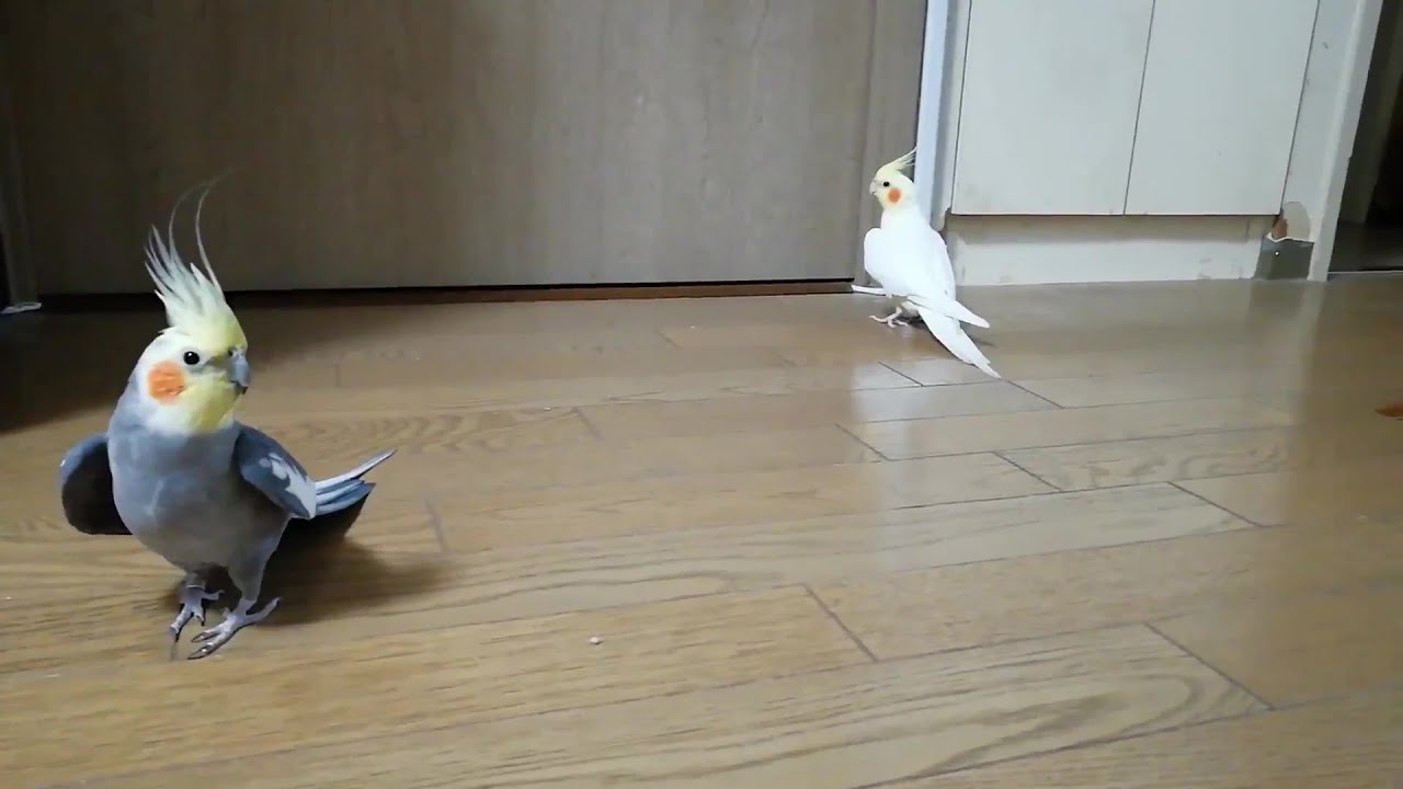 Cockatiel's circle dance (11) - YouTube