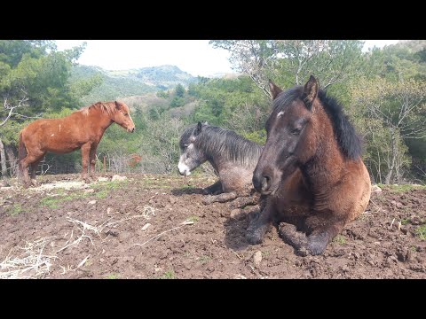 Dernek ve Çiftligimizden Güncel Gelişmeler, Haller, Durumlar 