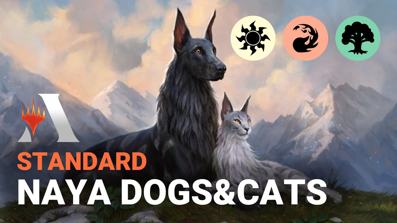 NAYA CATS AND DOGS | Estos perros y gatos sí se llevan bien | Standard ...