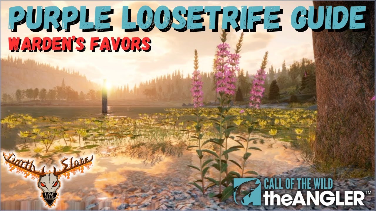 Warden's Favors: Purple Loosetrife Guide - YouTube