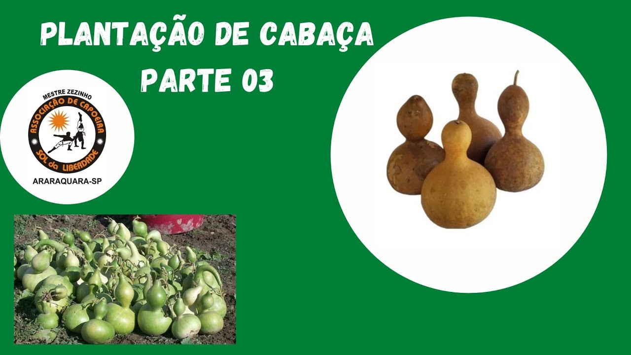 Plantação e colheita de cabaça - Movimentação de Capoeira! Floreios ...