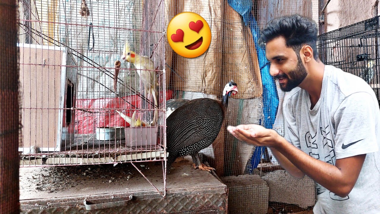 Guinea fowl Naraz Ho Gai|khumry birds ko bhi azad kar diya|pets vlog ...