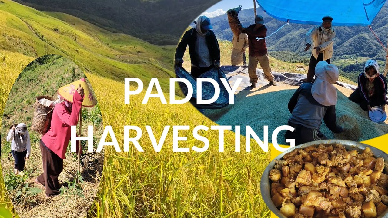 How we harvest paddy in the village | Simple rural life #northeastindia ...