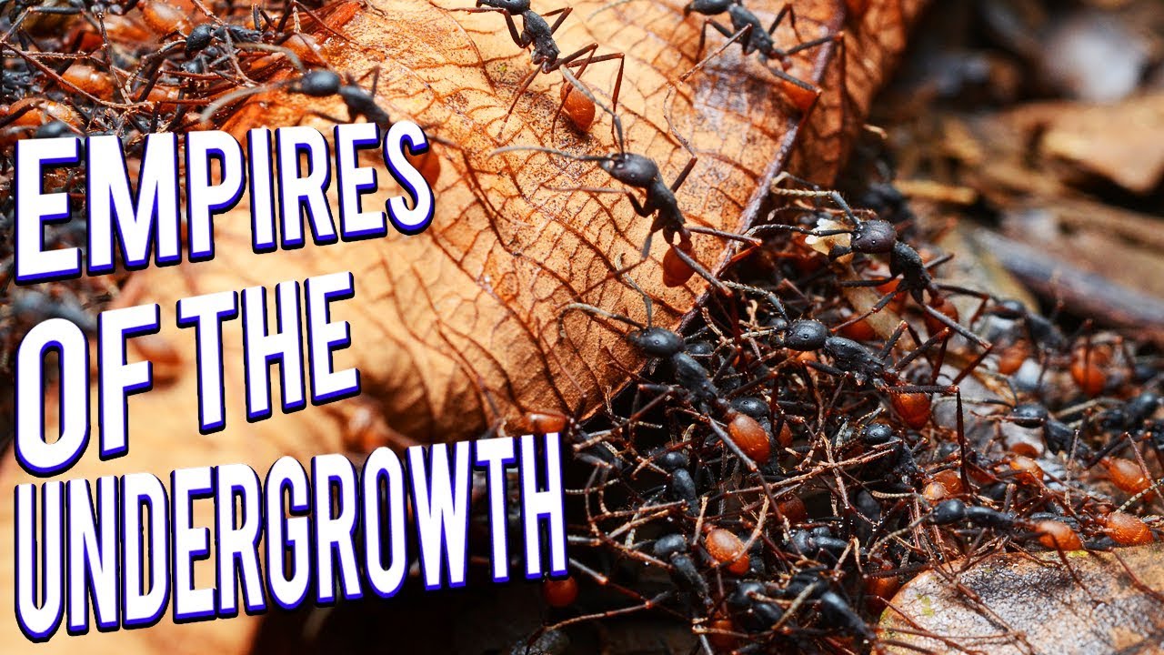 CONTROL YOUR OWN ANT COLONY! ANT ARMY GAME - EMPIRES OF THE UNDERGROWTH ...
