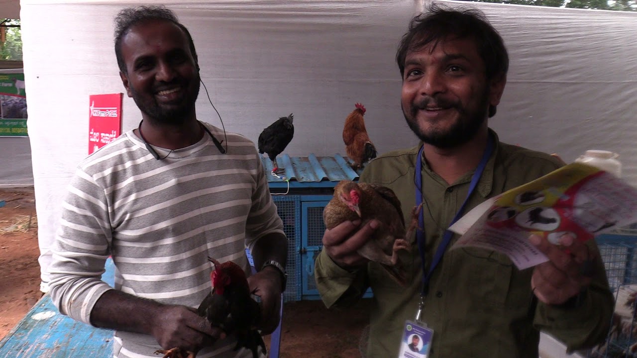 World’s Shortest Fancy Chicken @ AKN Farm 9880581562 - YouTube