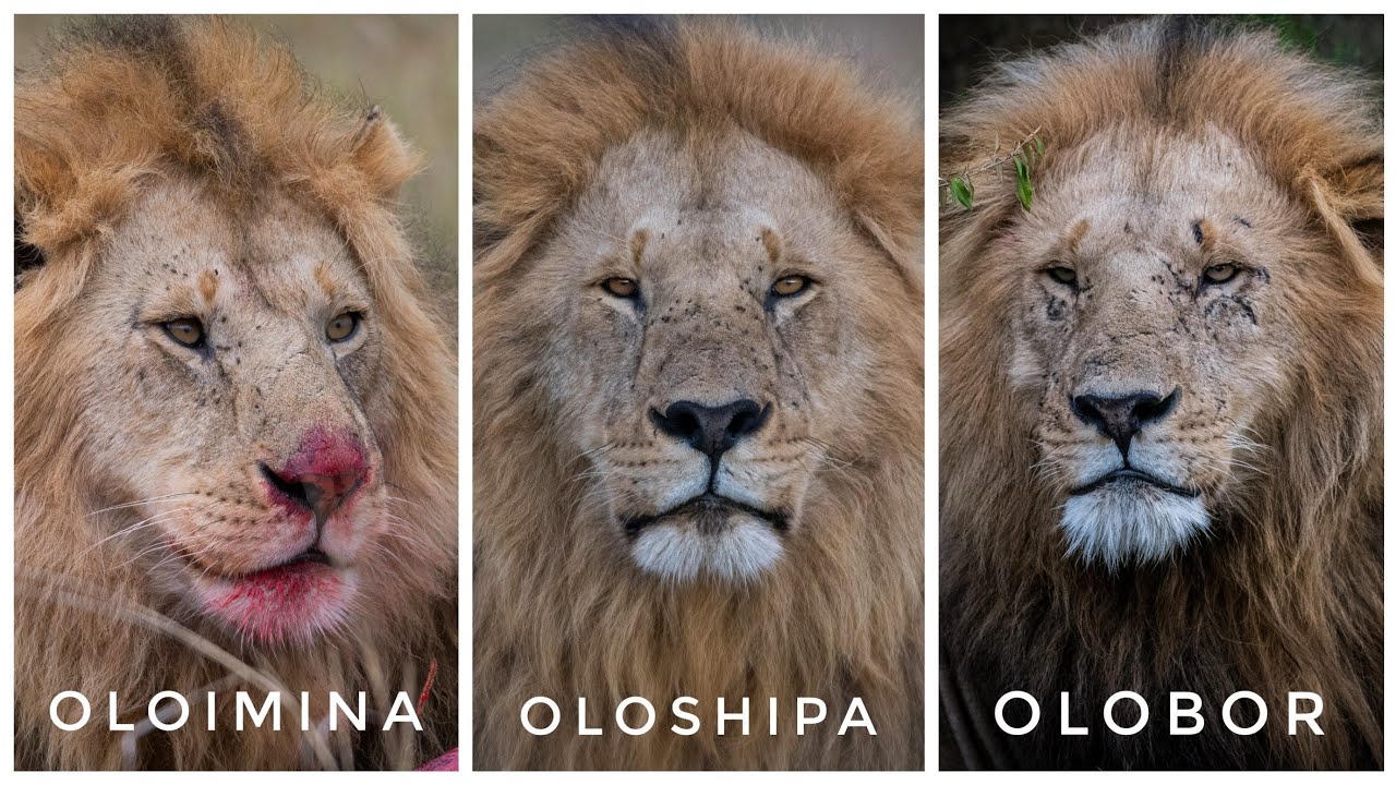 Olobor, Oloshipa and Oloimina as seen yesterday - YouTube