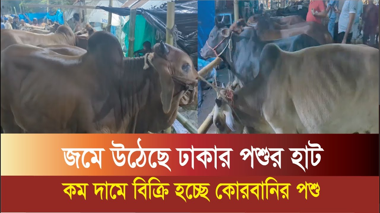 রাজধানীতে জমে উঠছে কোরবানির পশুর হাট | Eid Haat | Qurbani | GorurHat ...