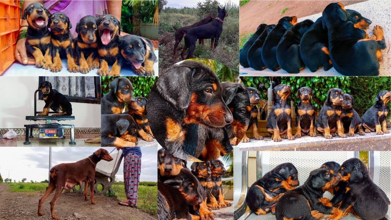 Top Show Quality European Doberman Puppies for Sale l💖Day 1 to Day 40 ...