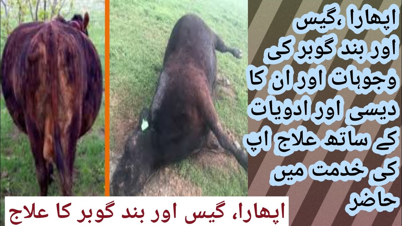 Gas bloating and constipation in Cows and buffaloesگیس اپھارہ اور بند ...