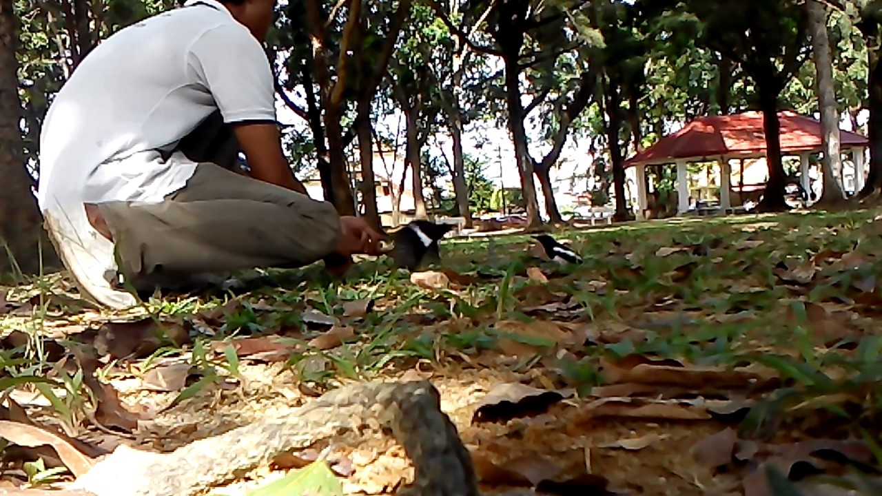 Pikat burung murai cacing/poci sekali datang tiga ekor 3x di lpas tiga ...