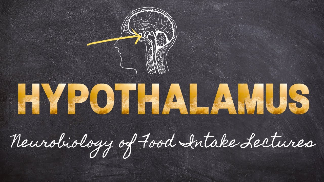 The Hypothalamus Regulates Satiety | Part 3 Neurobiology of Food Intake ...