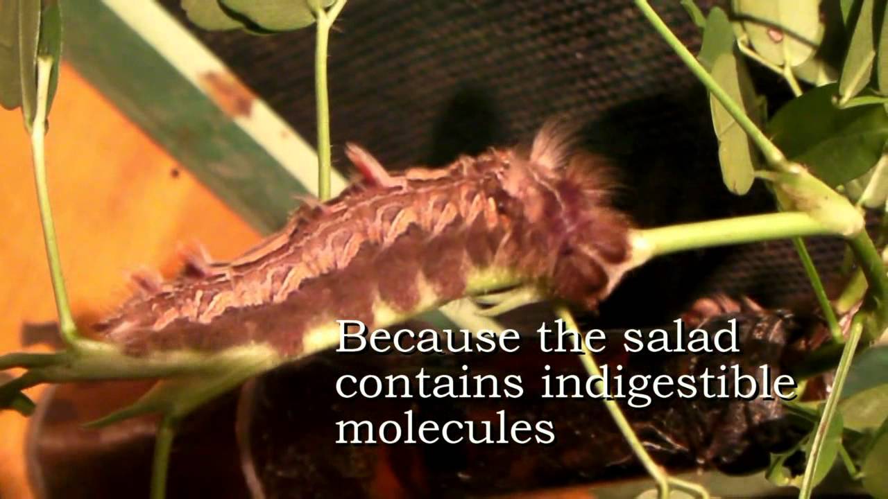 Blue morpho metamorphosis 2 - YouTube