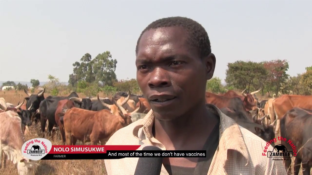 Zambeef's Mbala Smallholder Cattle Development Project - YouTube