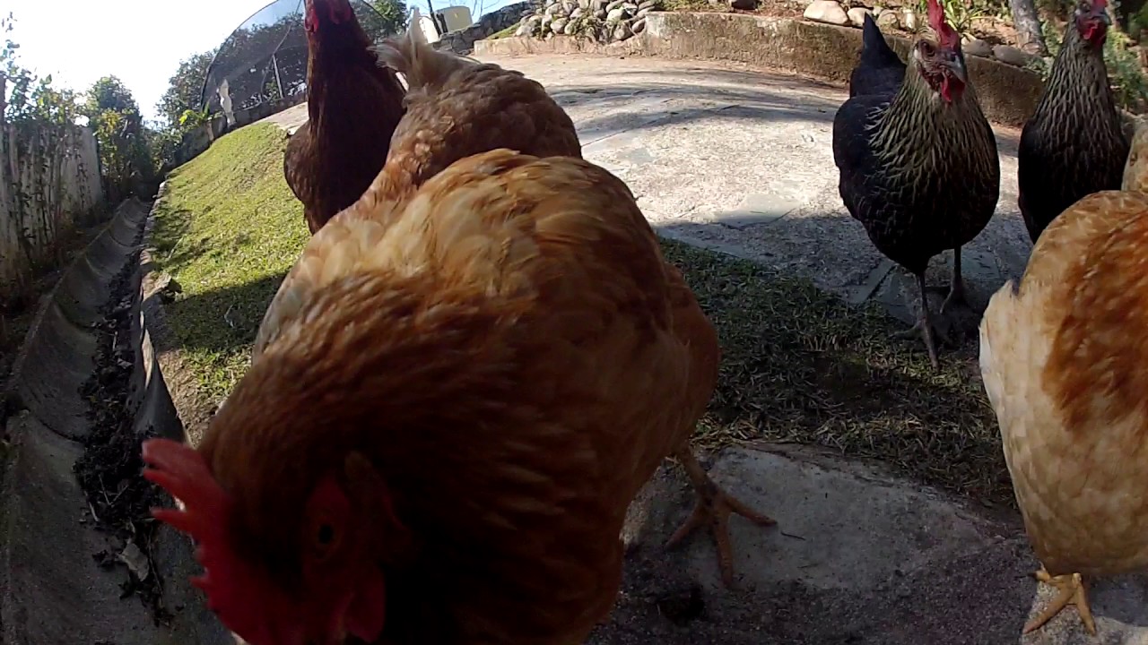 curious chickens - YouTube