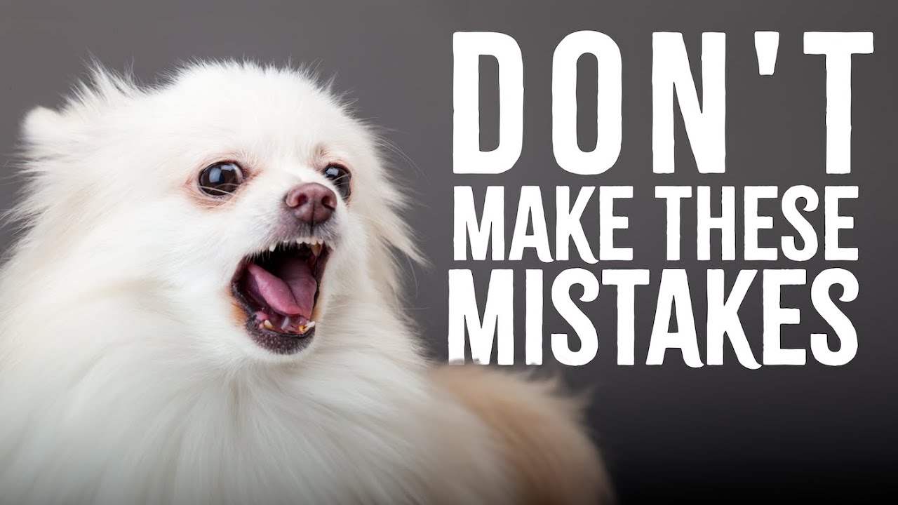 5 BIGGEST Mistakes Dog Owners Make - YouTube