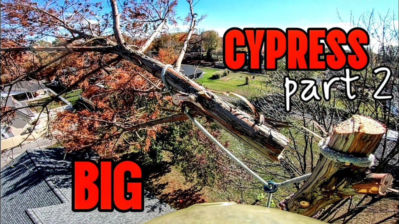 Big Cypress Tree Removal; Cutting Rigging & Topping (pt2) - YouTube