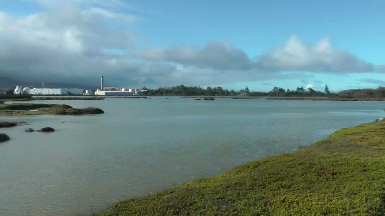 Kanaha Pond Wildlife Sanctuary Maui, Hawaii 1080p HD January 2013 - YouTube