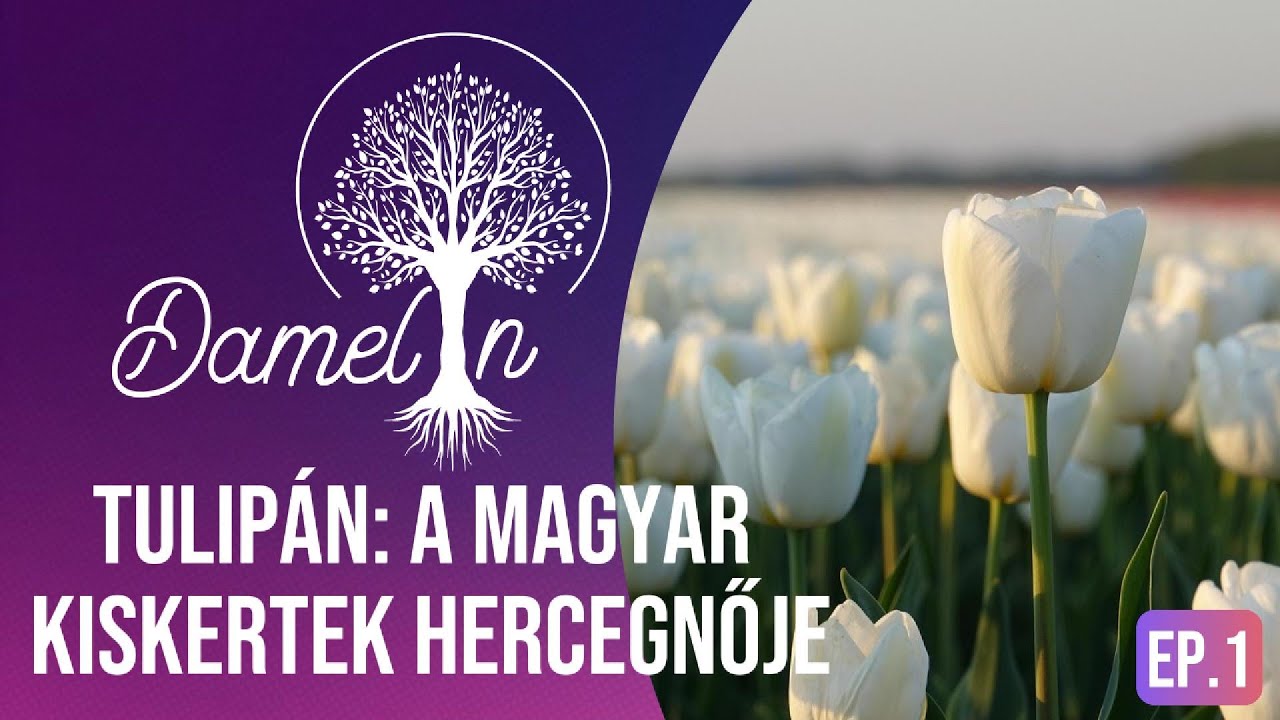 Tulipán: A Magyar Kiskertek Hercegnője - YouTube