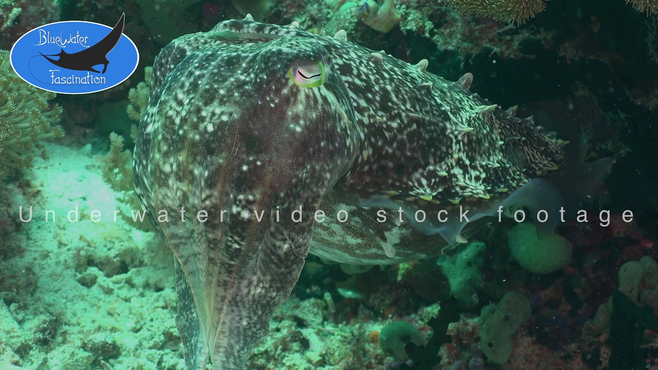 0516_Cuttlefish, 4K underwater video stock footage - YouTube