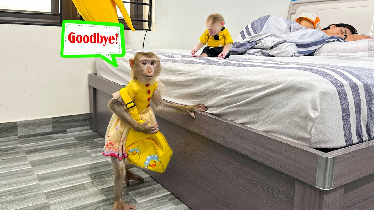 Monkey Kaka said goodbye to Monkey Mit before leaving home - YouTube