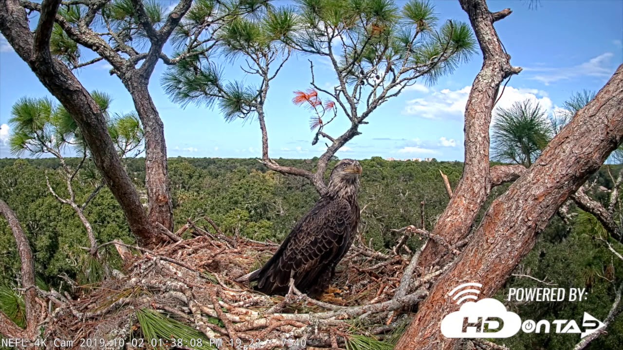 2019- NEFL Cam, Sub-Adult Eagle Visits Nest FULL - YouTube