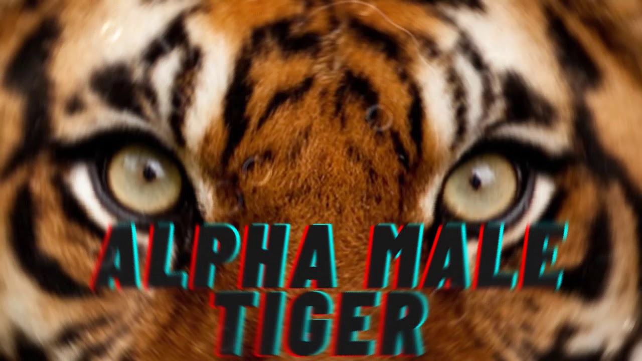 Feral Alpha Male Tiger| Gain The Essence Of An Alpha Male Tiger| Alpha ...