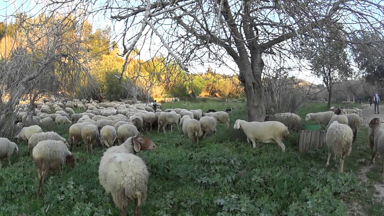 A flock of sheep and the Good Shepherd. The road to Emmaus Israel ...