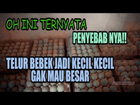 TELUR BEBEK MENJADI KECIL KECIIL GAK MAU BESAR, JANGAN PANIK INI PENYEBABNYA