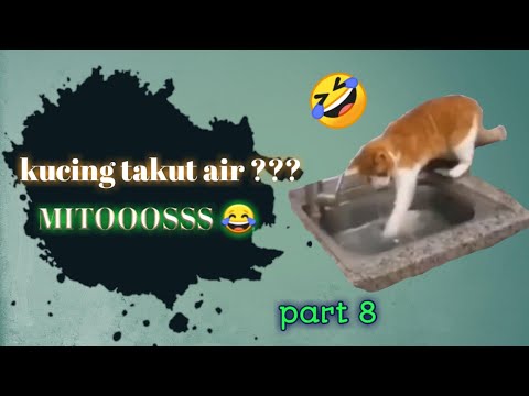 kucing lucu banget ngakak // funniest cats part8 - YouTube