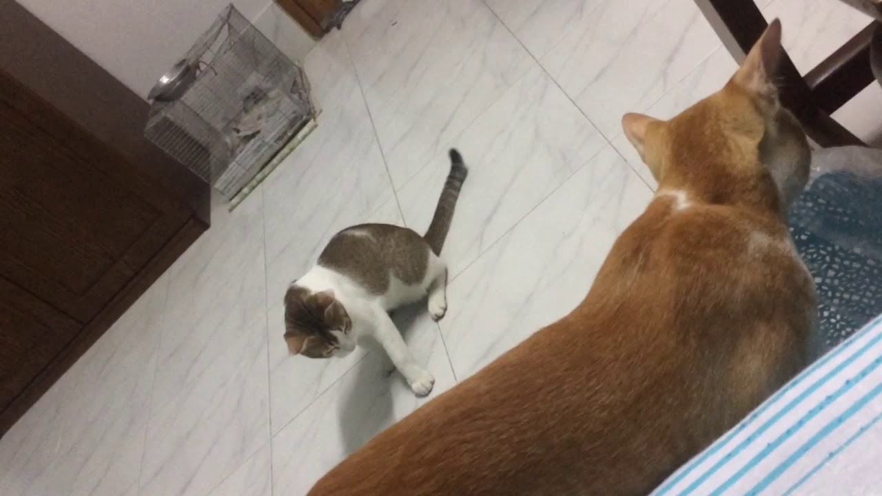 Funny cat's playing - YouTube