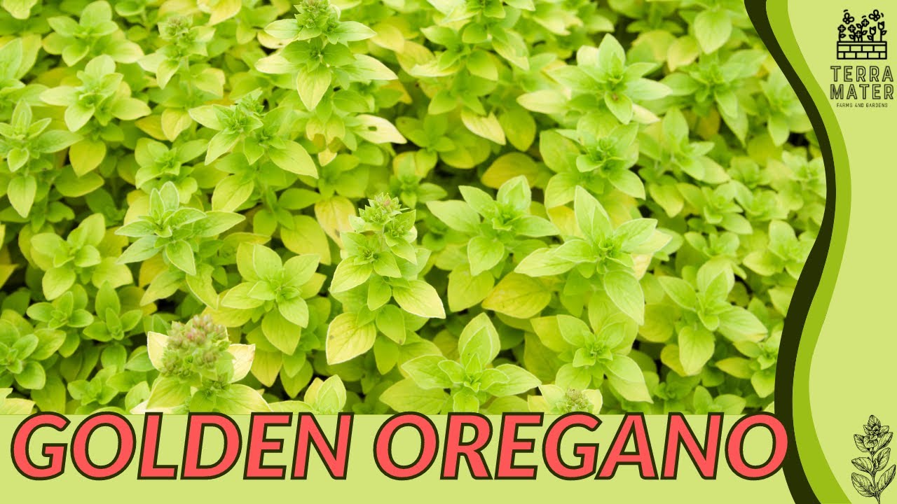 GOLDEN OREGANO Information, Description & More! (Origanum vulgare ...