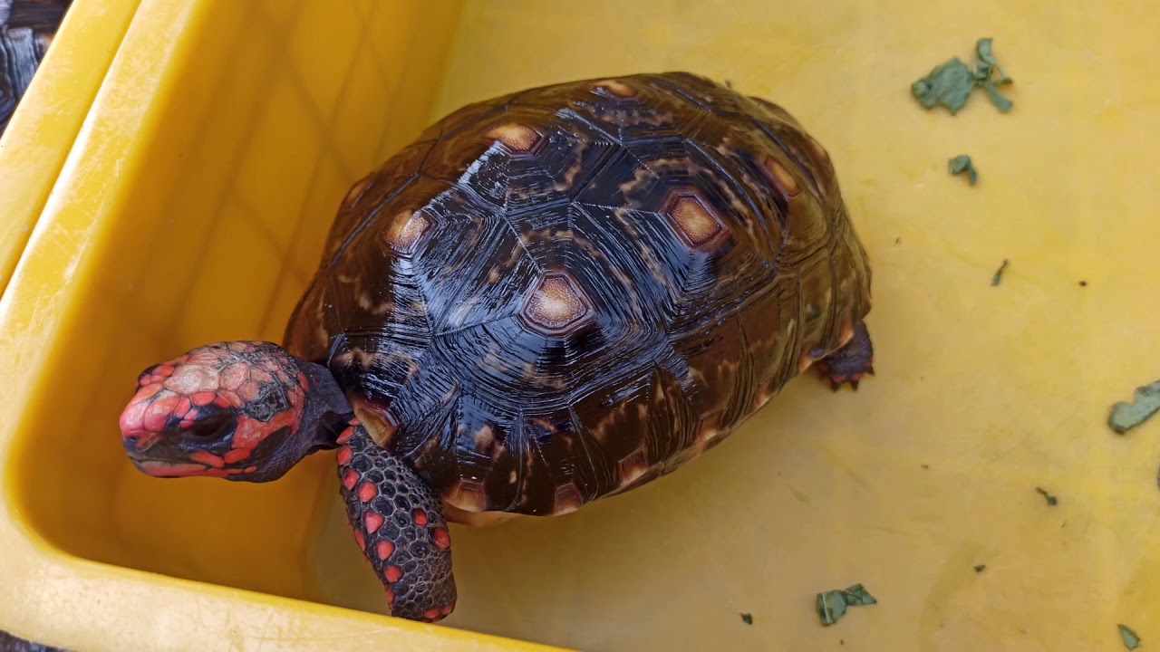 MELIHAT KOLEKSI BUMI REPTILE, ADA KURA-KURA GURUN SULCATA - YouTube