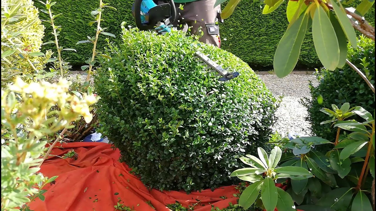 BOXWOOD Topiary Ball Trimming - YouTube