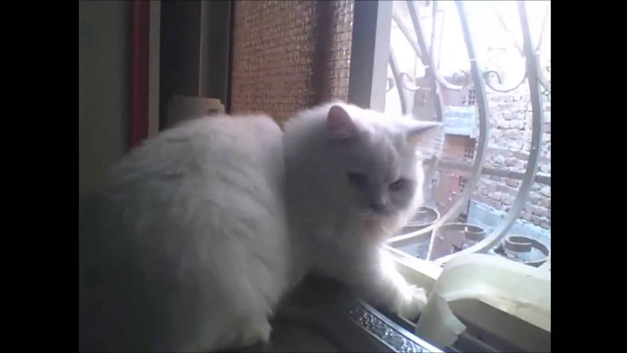 My Shirazi Cat - YouTube