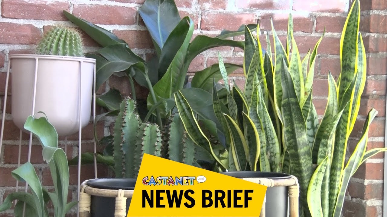 The Botanical Scene opens with a focus on plants. - YouTube