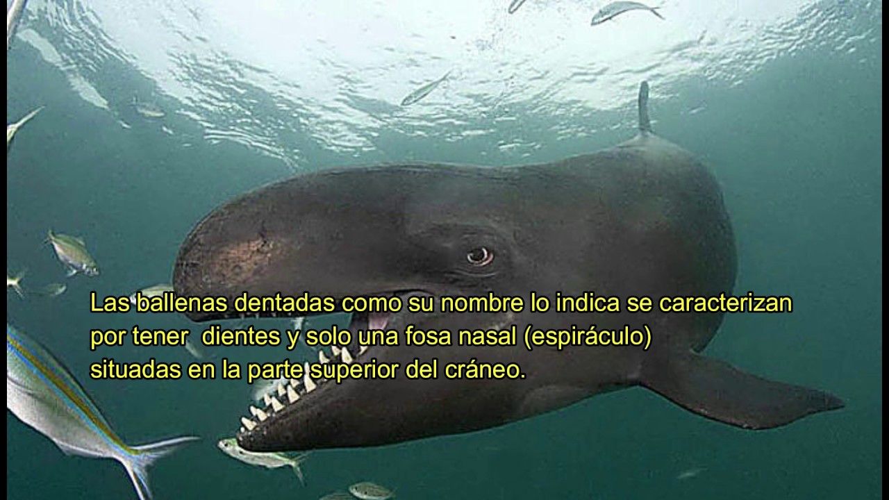 ¿las ballenas tienen dientes? - YouTube
