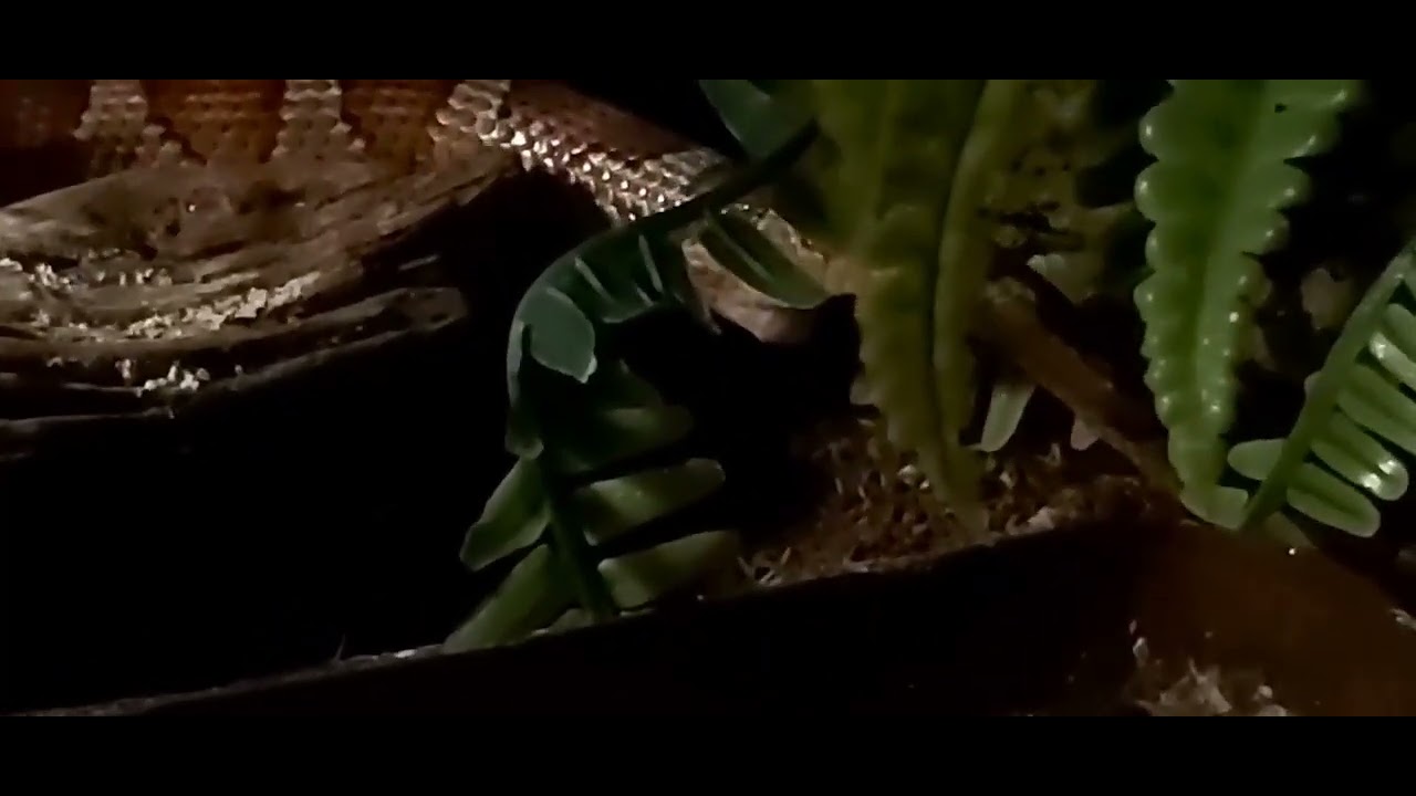 how does a snake poop \ как какает змея :) - YouTube