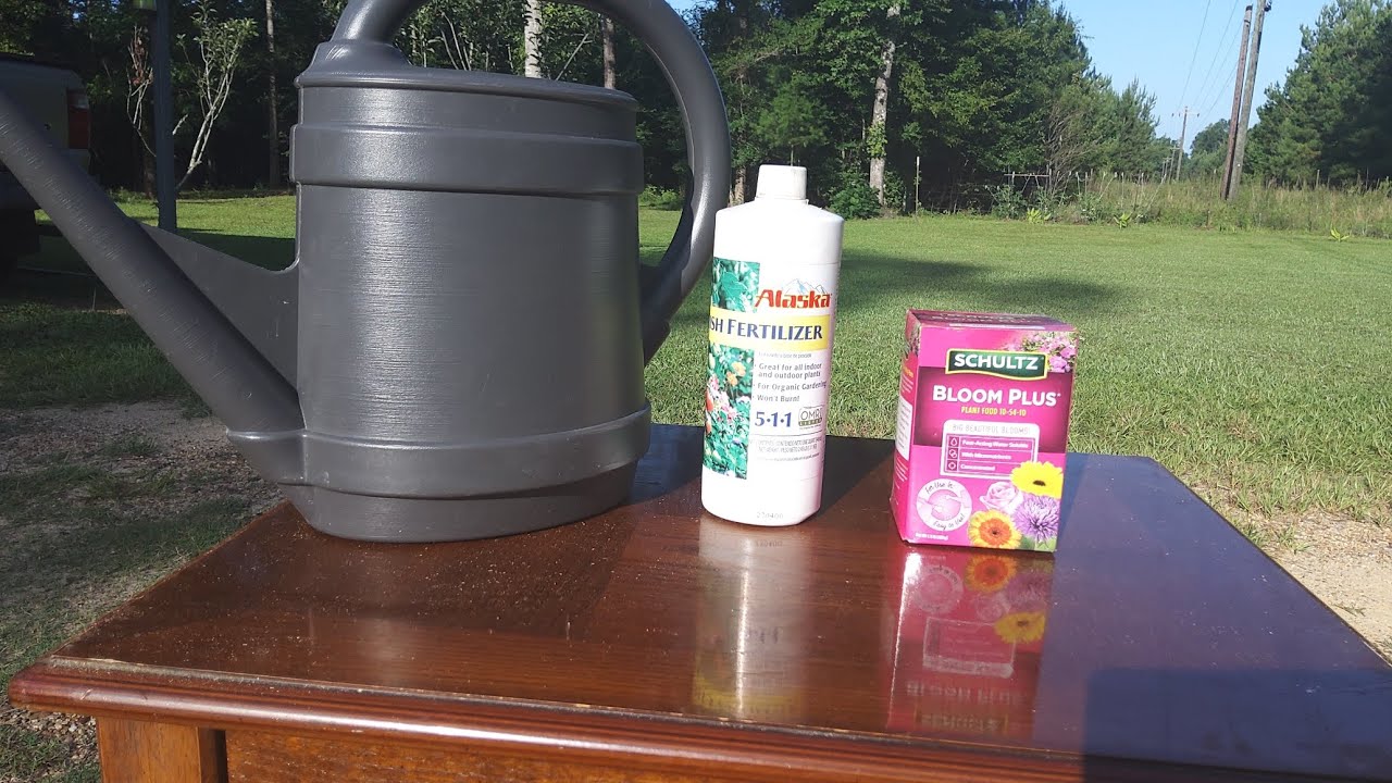 5th Fertilizing Of Hossinator And Brandywine Container Tomato Plants 6 ...