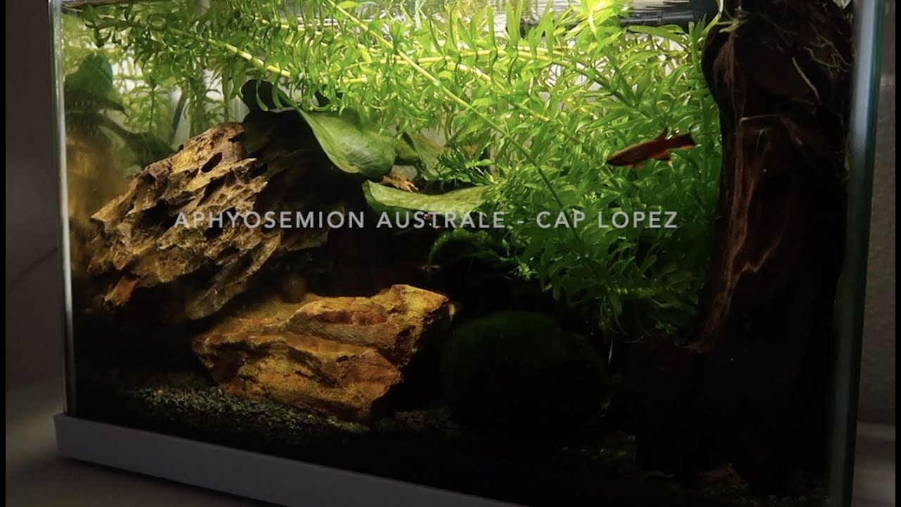 Nano Tank - Killi Cap Lopez & Red Cherry - YouTube