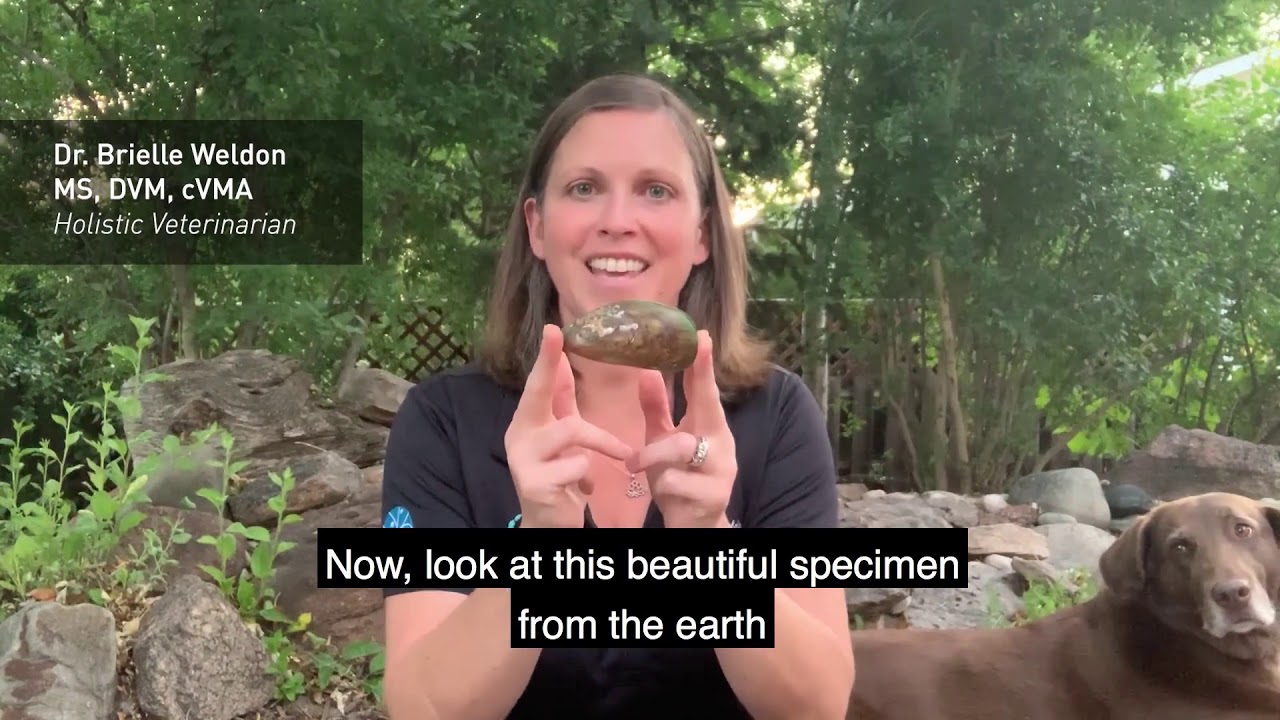 Dr. Brielle Weldon On Green Lipped Mussels For Joint Pain In Dogs - YouTube