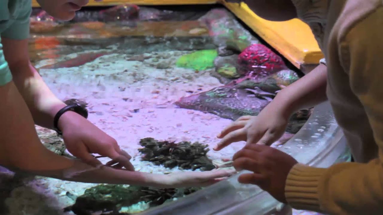 LEGOLAND Discovery Center & SEA LIFE Aquarium - YouTube