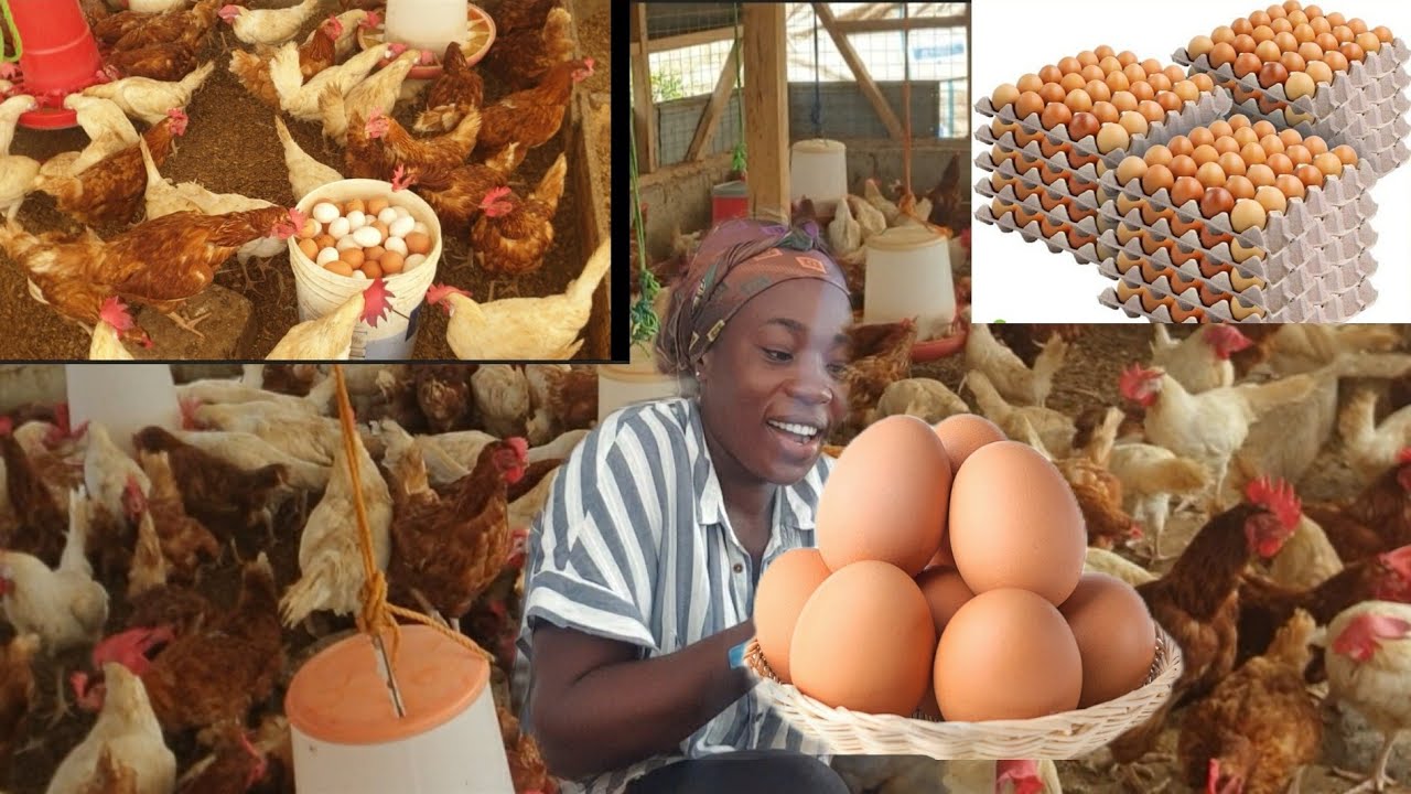Starting a Successful Poultry Farm Business in a Backyard in Africa, 🇬🇭 ...