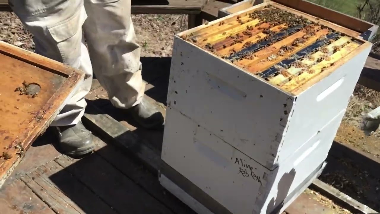 Spring Bee Keeping in Vermont - YouTube