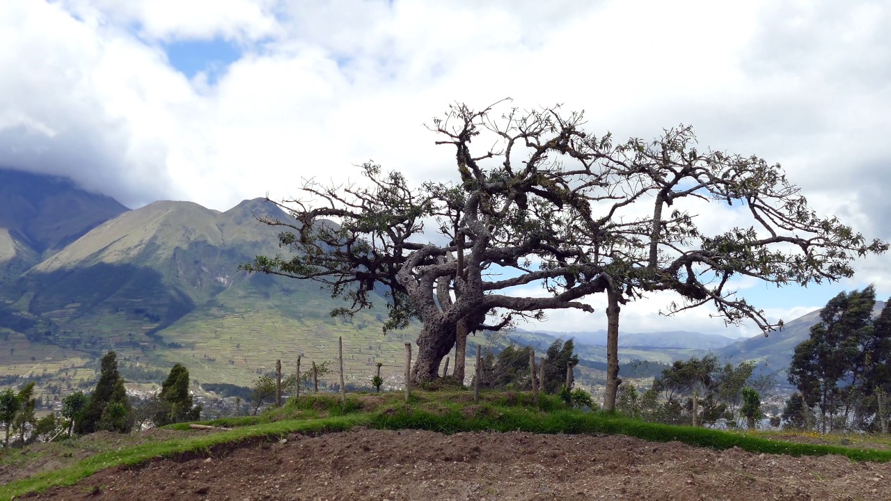 El Lechero -"The Sacred Tree"- Near Otavalo, Ecuador 4K - YouTube