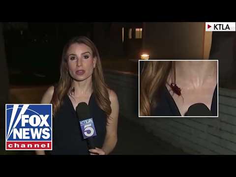 'The Five': Reporter UNFAZED by cockroach