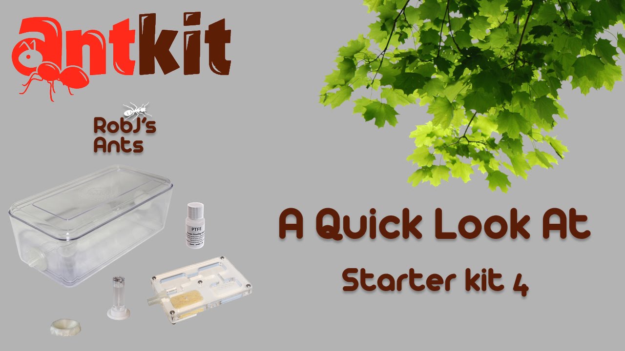 A Quick Look At An AntKit Ant Starter kit 4 - YouTube