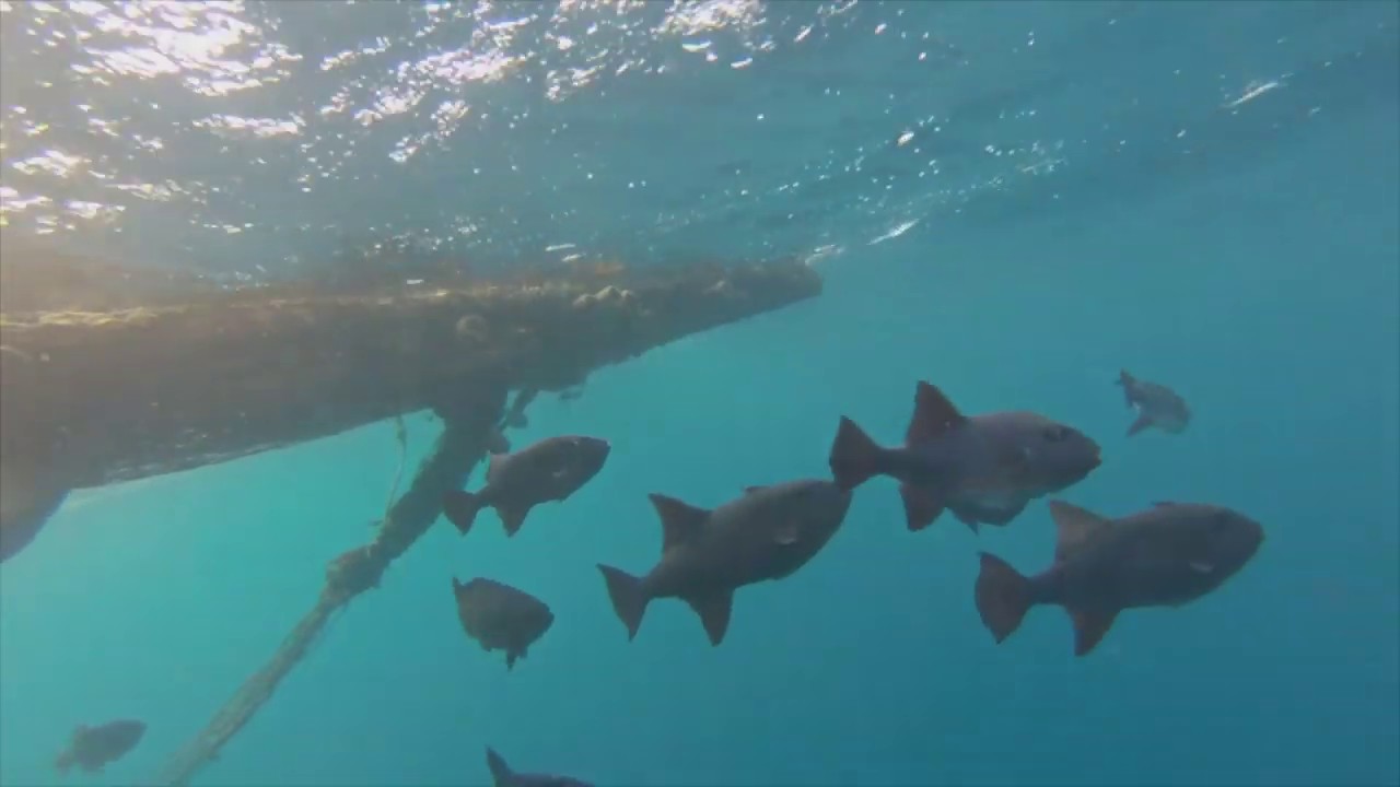 fad fishing in Africa - YouTube